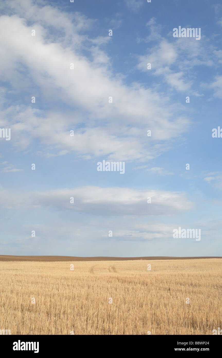 The Prairies stubble field under a big Saskatchewan sky near Kindersley ...