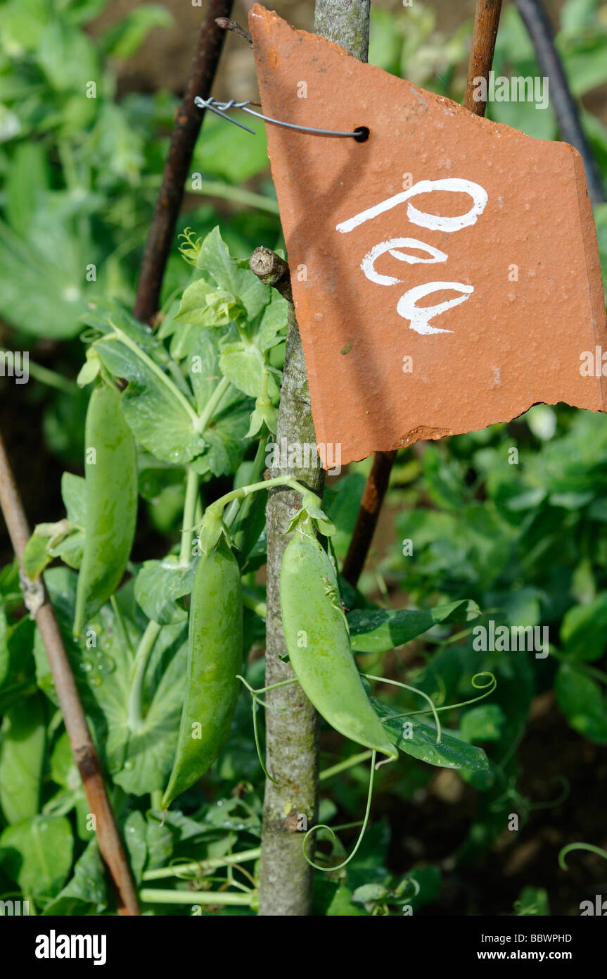 Veggie plot hi-res stock photography and images - Alamy