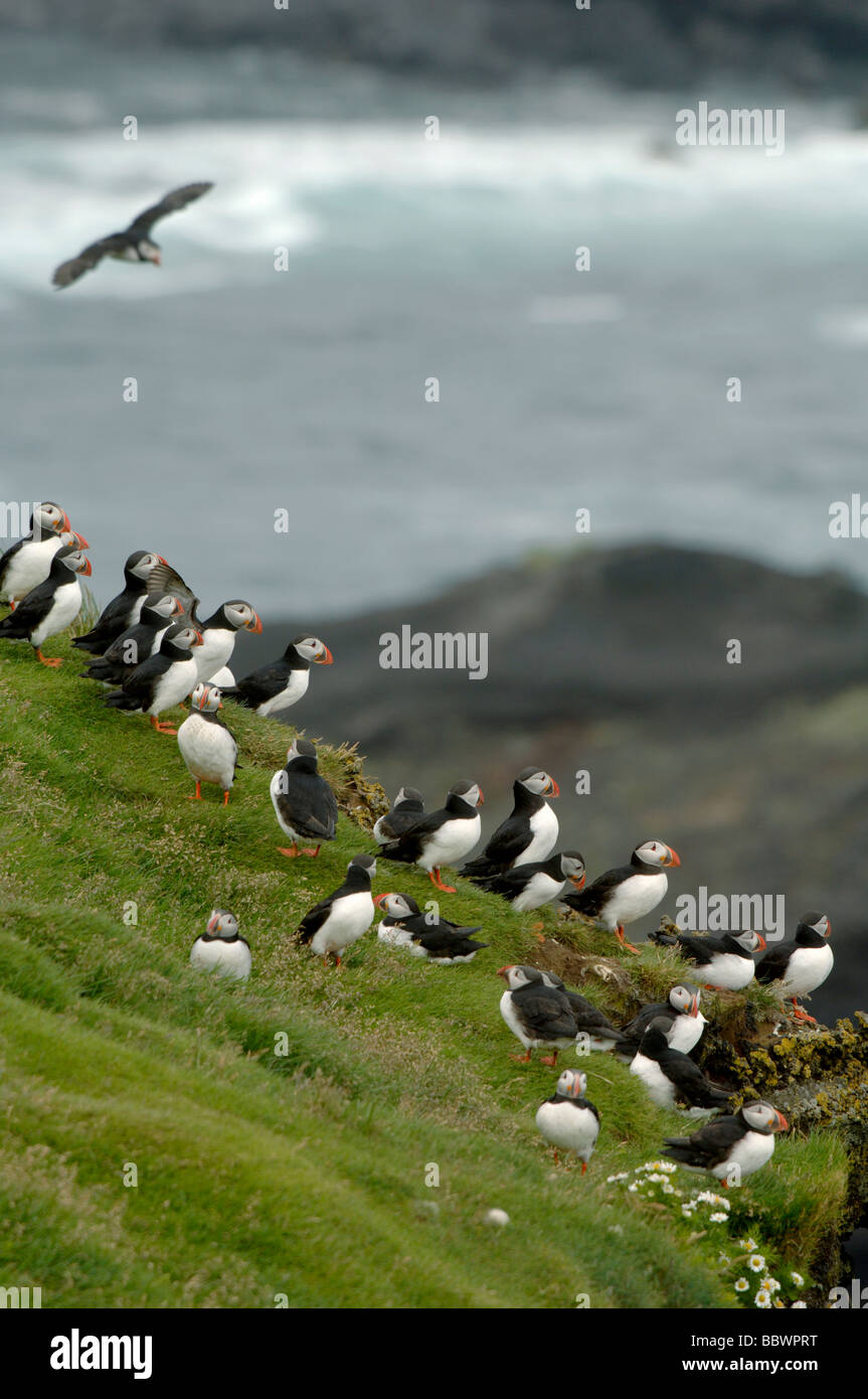 Puffins Fratercula arctica line top of turf covered cliff Heimaey ...