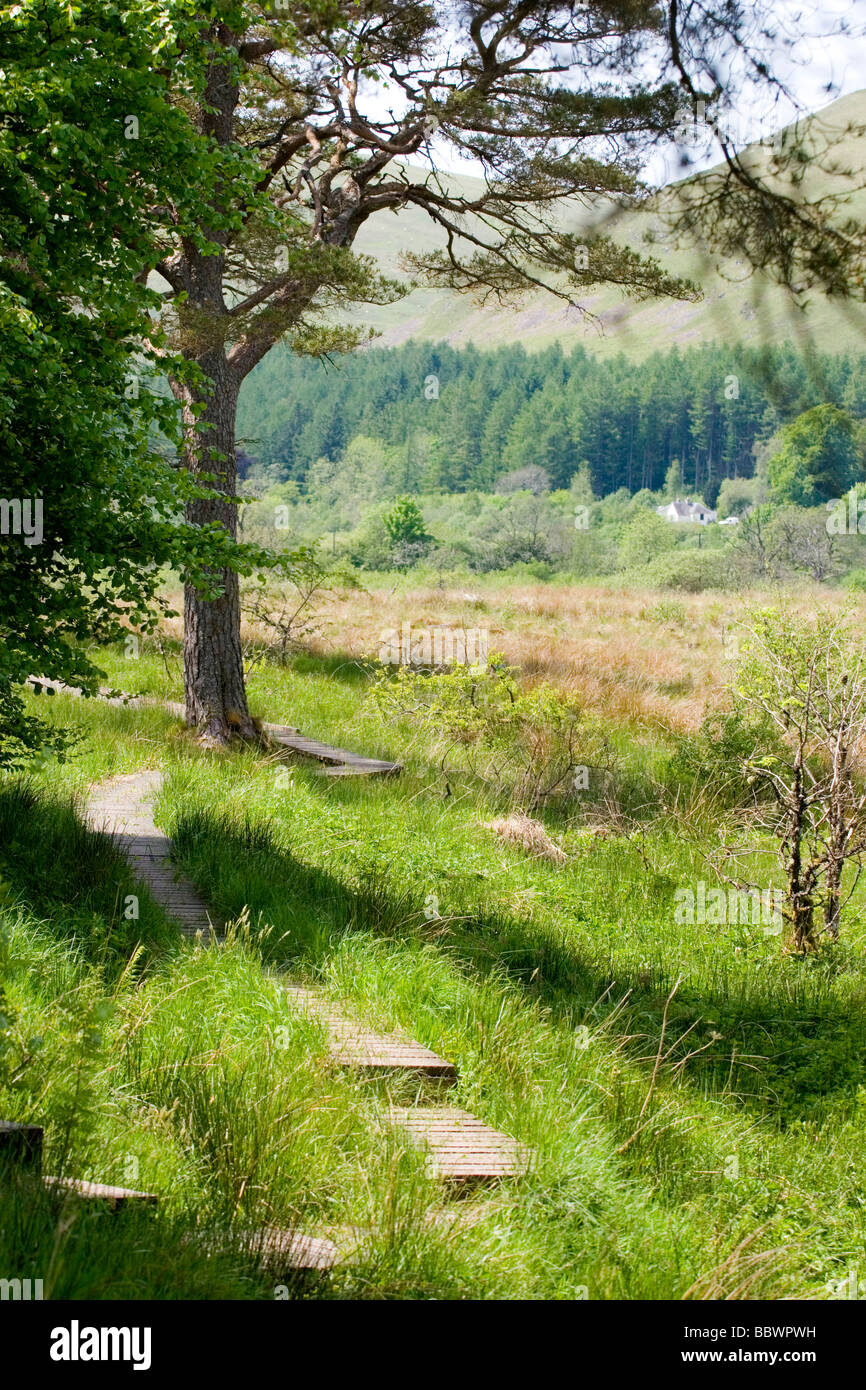 Ettrick Marshes - Owned by The Forestry Commision and run by the ...