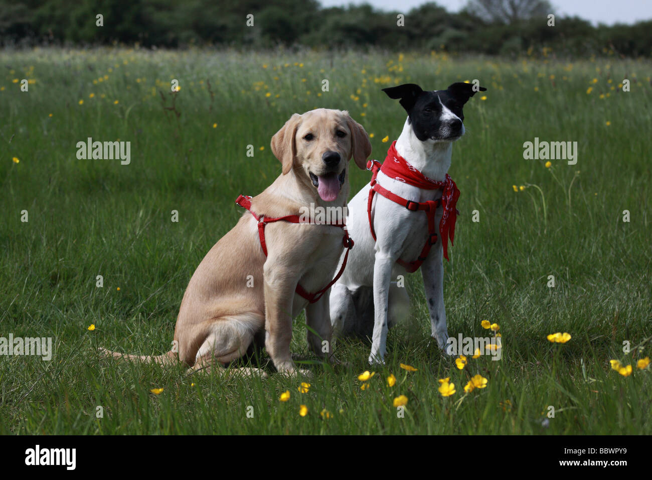 Labrador retriever mongrel hi-res stock photography and images - Alamy