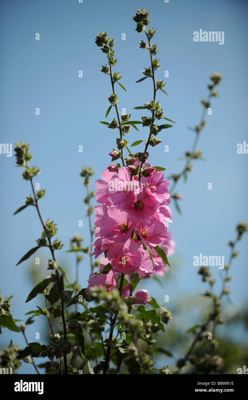 Mallow plant against blue sky Stock Photo - Alamy