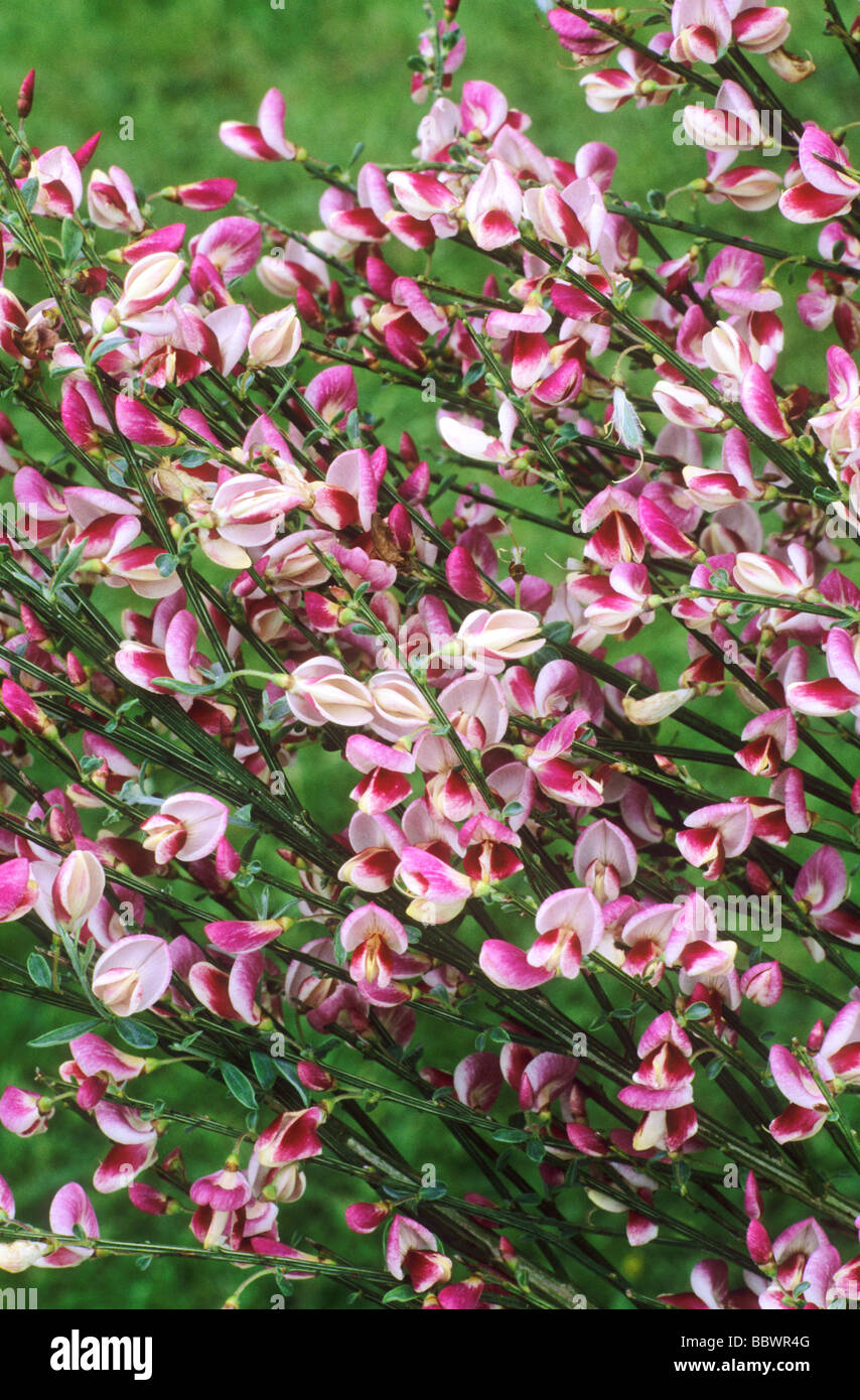 Cytisus mrs norman henry hi-res stock photography and images - Alamy