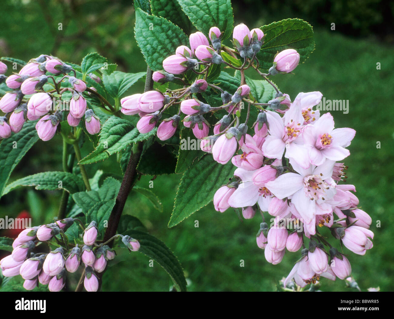 Deutzia x rosea, pink flower flowers garden plant plants Stock Photo ...