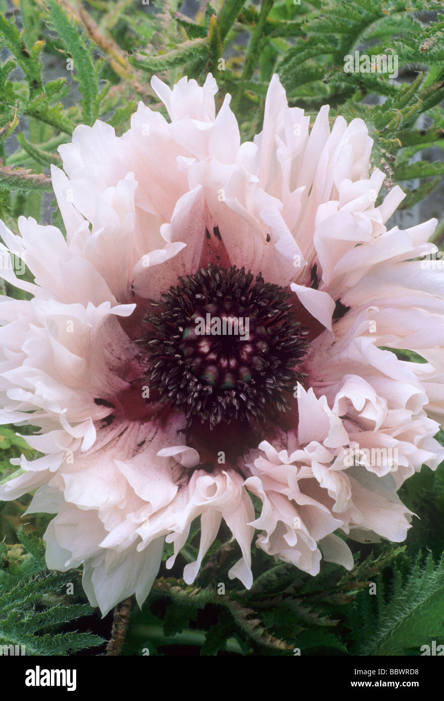 Papaver orientale 'Miss Piggy' oriental poppy poppies pink flower ...