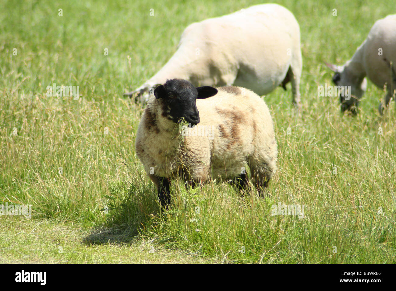 Black face sheep hi-res stock photography and images - Alamy