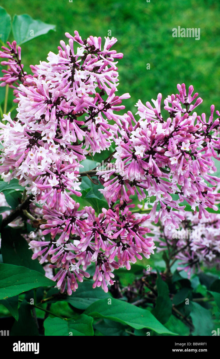 Syringa pubescens subsp. patula 'Miss Kim', pink flower flowers garden ...