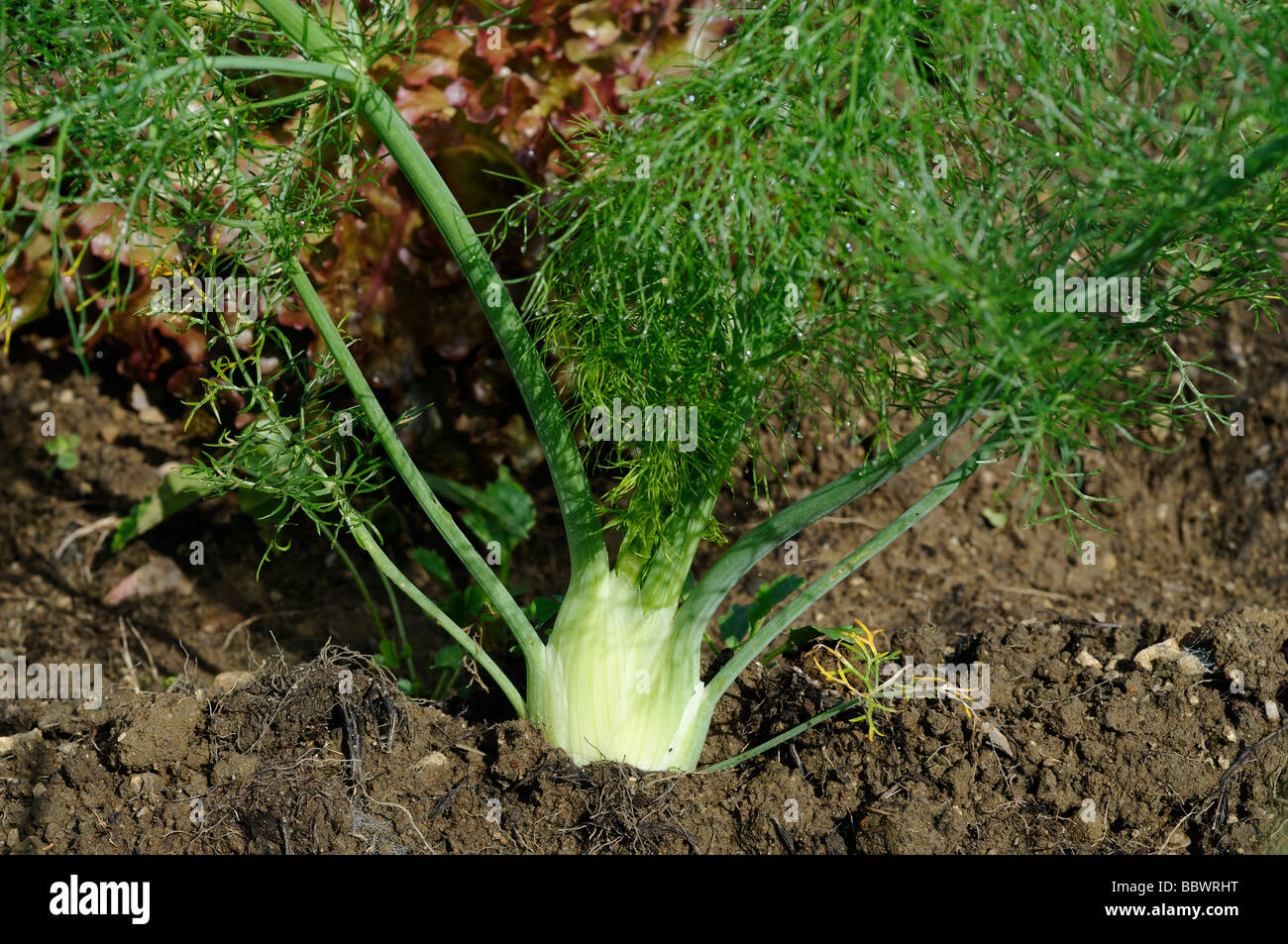 Fennel growing stock hi-res stock photography and images - Alamy