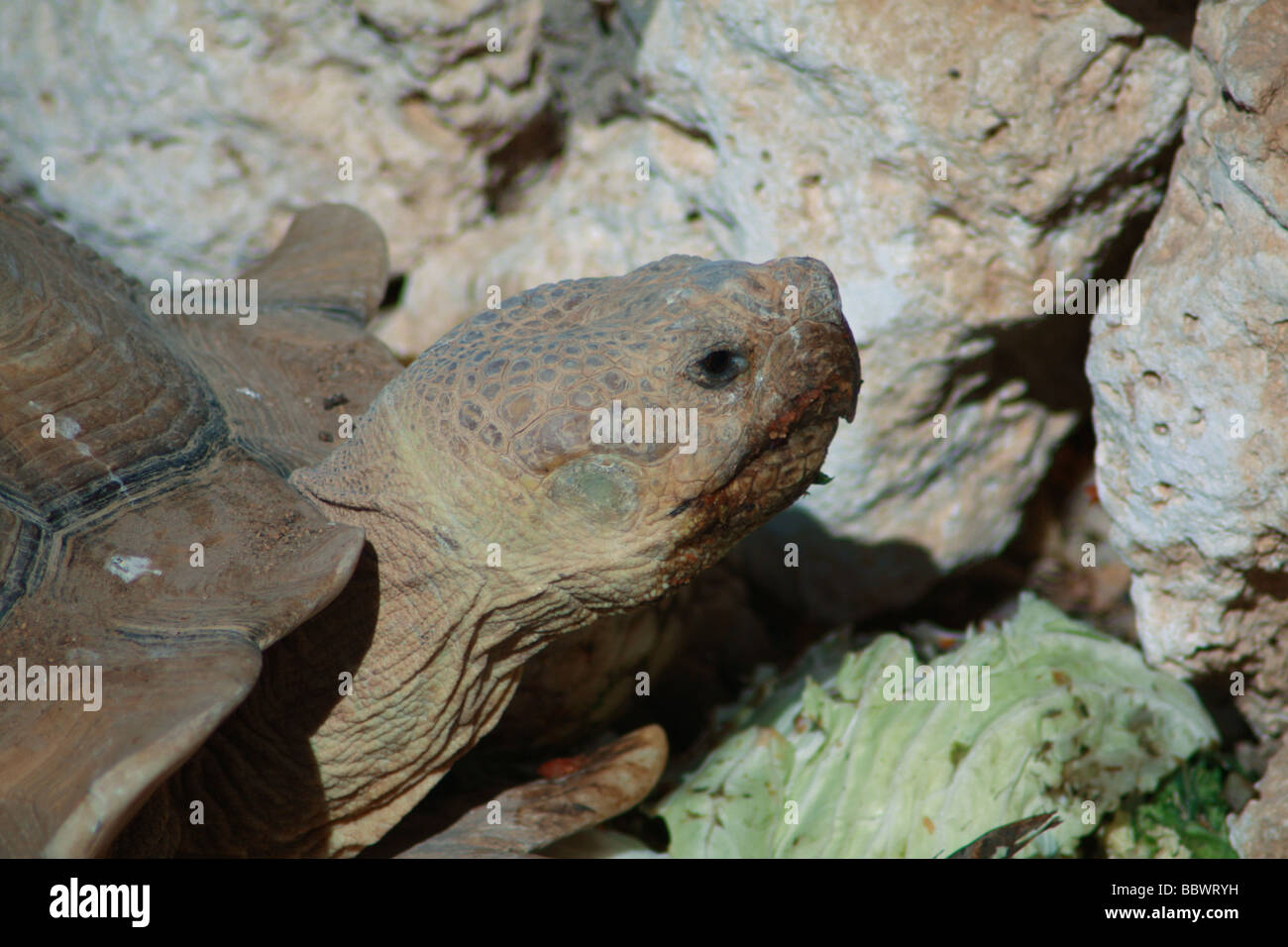 Close up of tortoise head with rock behind Stock Photo - Alamy