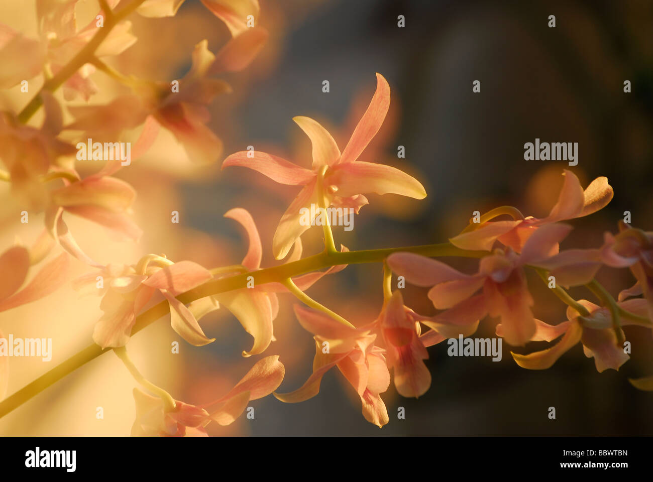 Orchid haze hi-res stock photography and images - Alamy