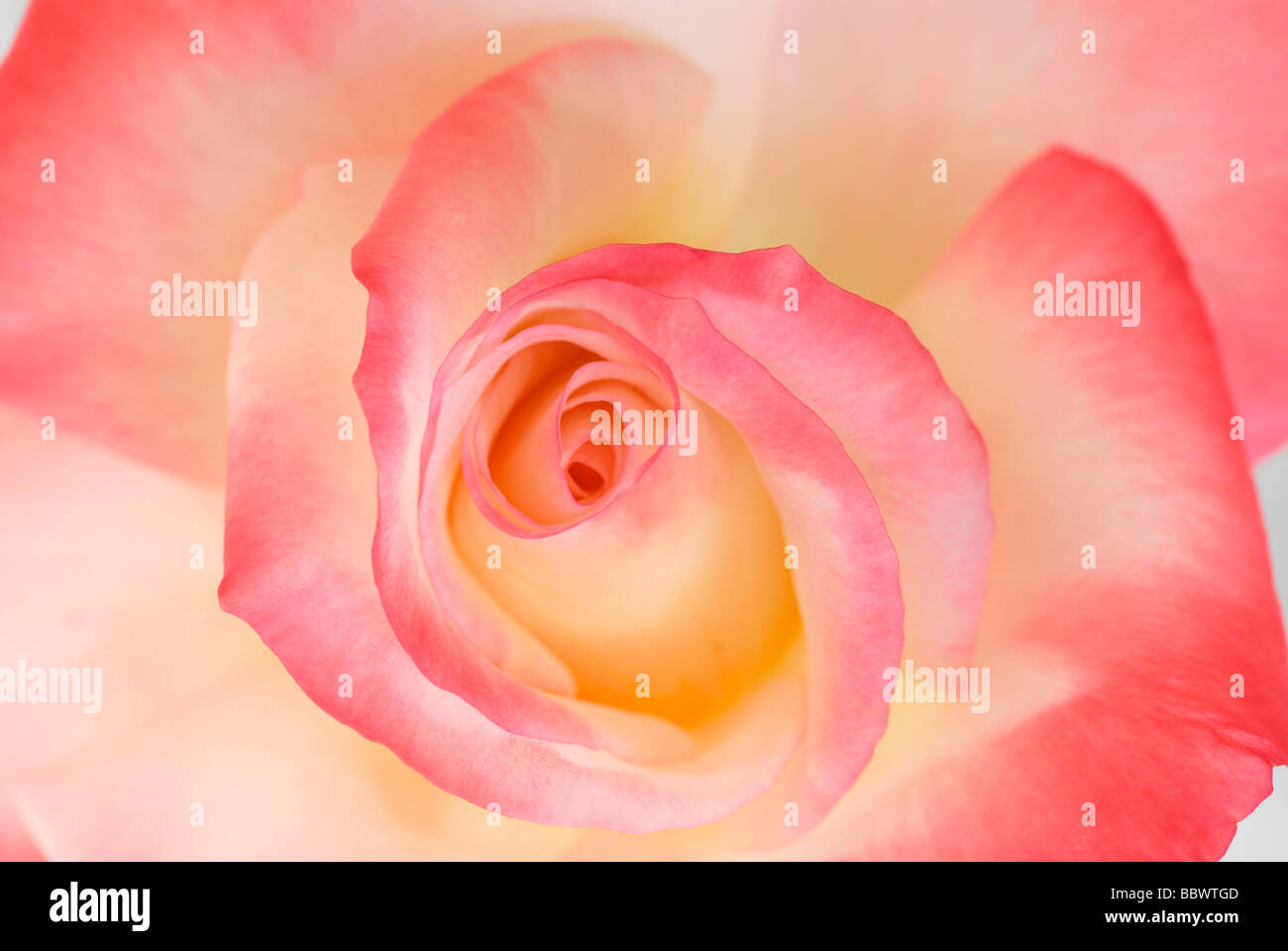 Variegated rose hi-res stock photography and images - Alamy