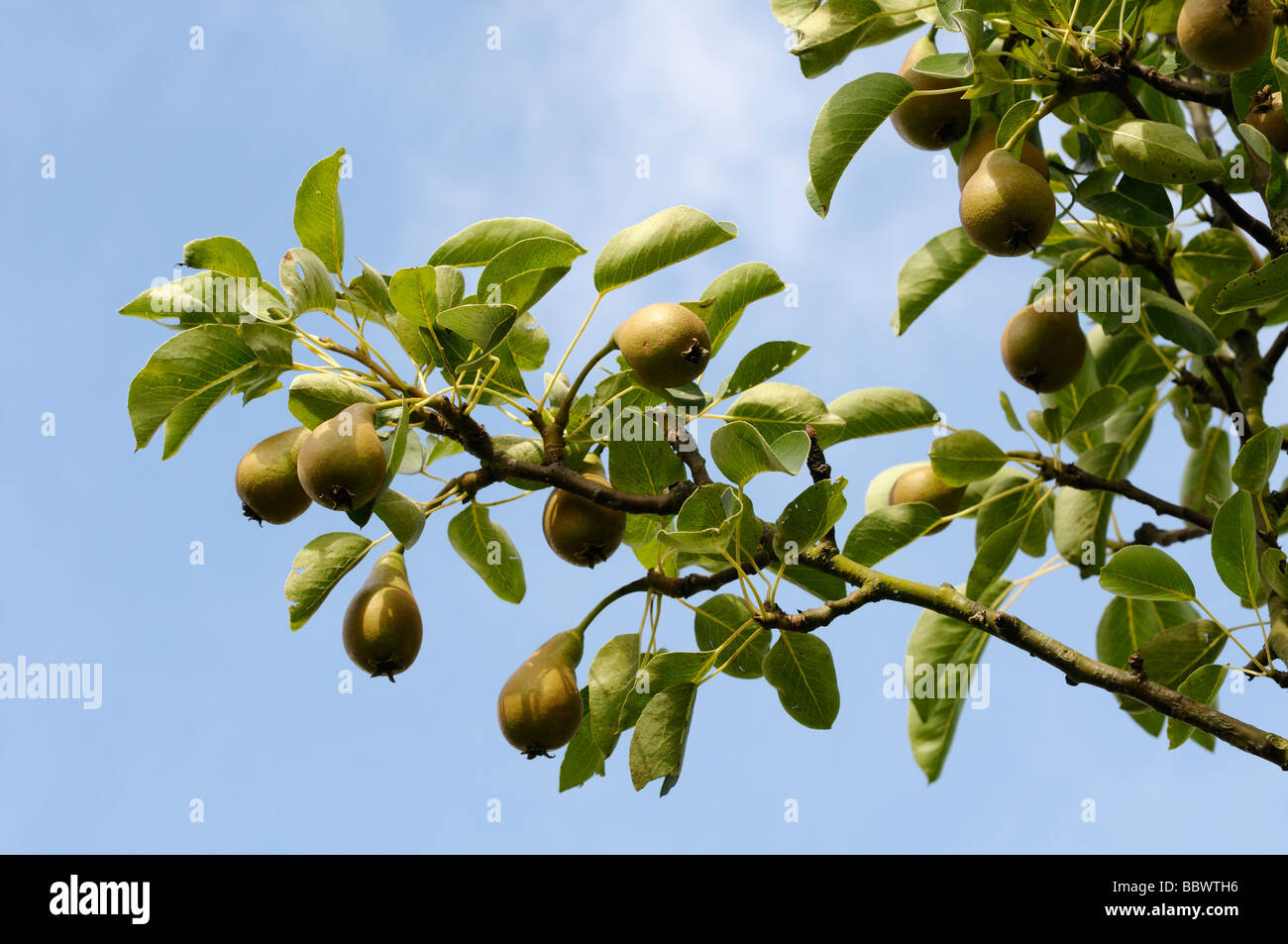Pears growing tree hi-res stock photography and images - Alamy