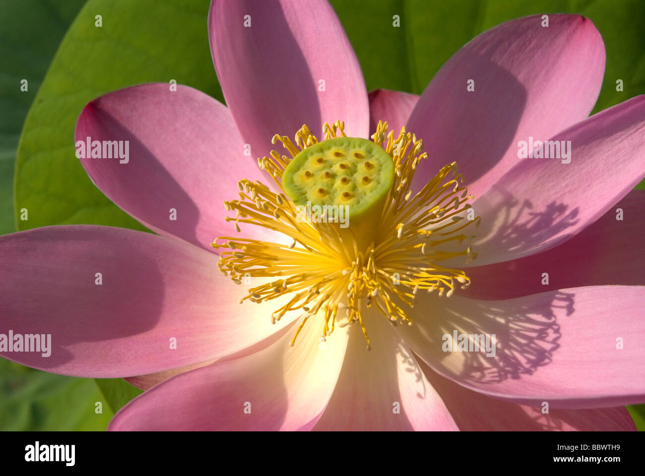 Pink open Lotus Stock Photo - Alamy