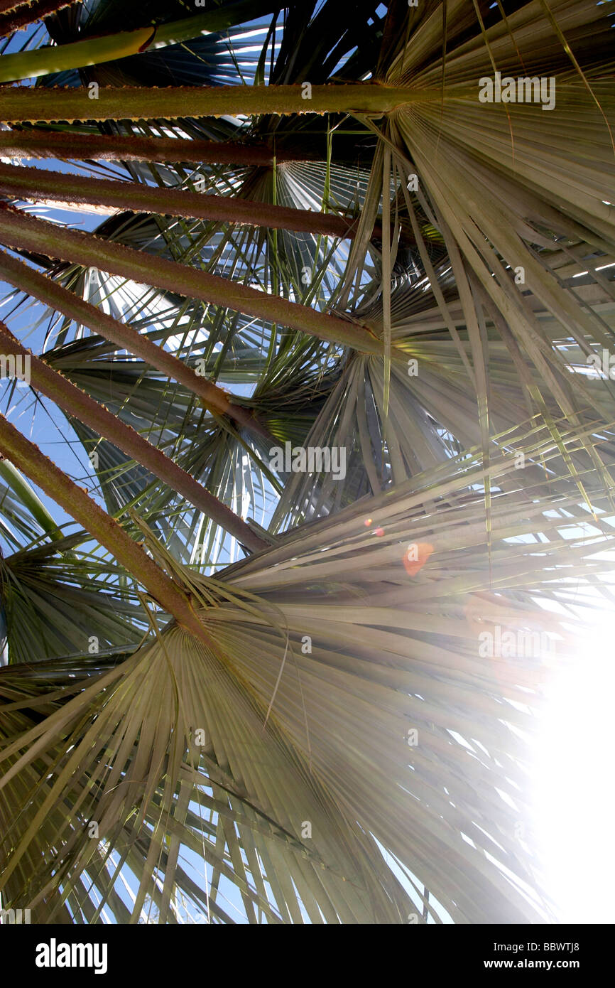 Sky sun palm tree hi-res stock photography and images - Alamy