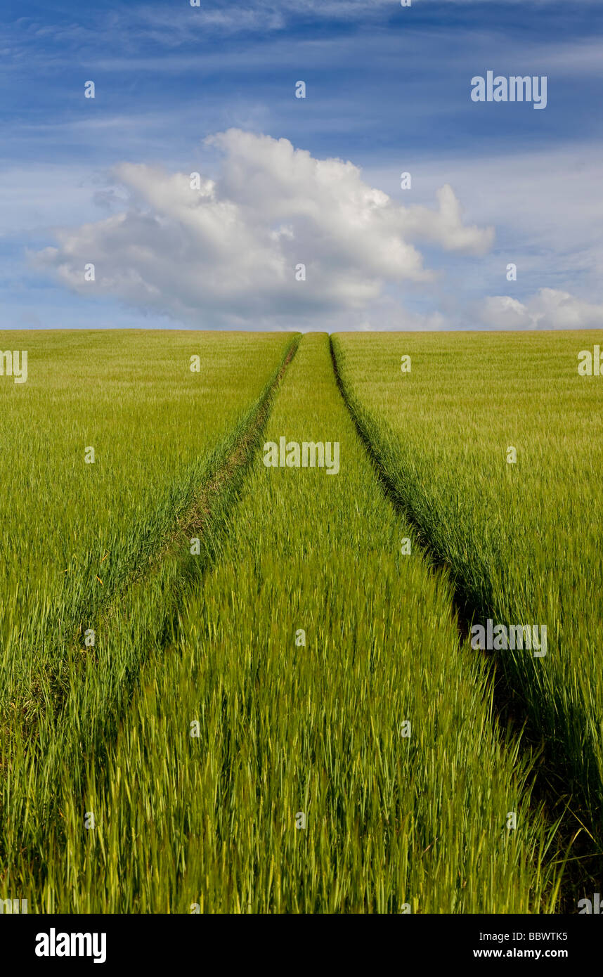 A path leads through a green field full of barley and over the horizon ...