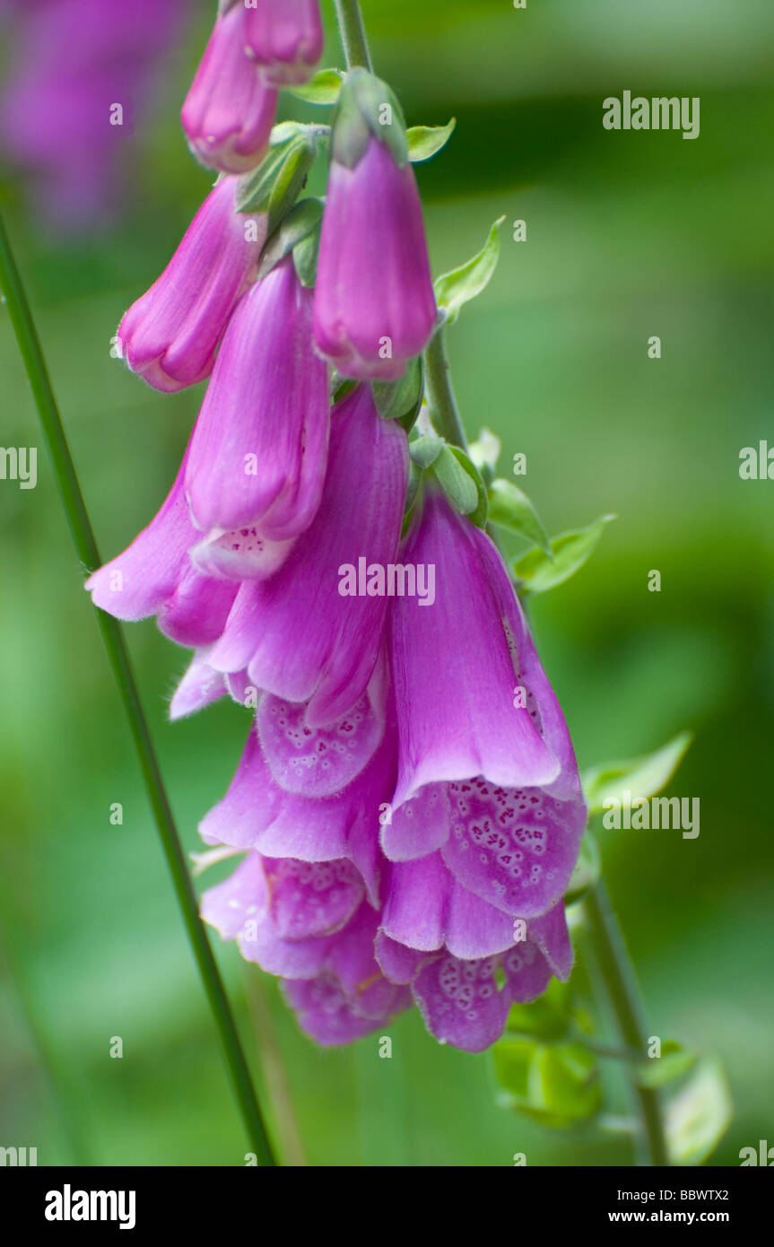 Wild foxglove hi-res stock photography and images - Alamy