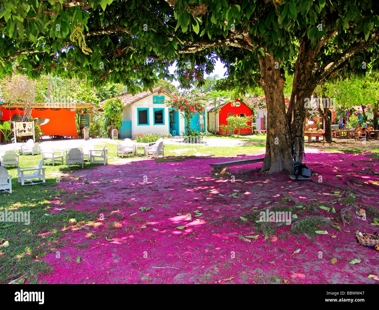 a big tree shadow at bahia park brazil Stock Photo - Alamy