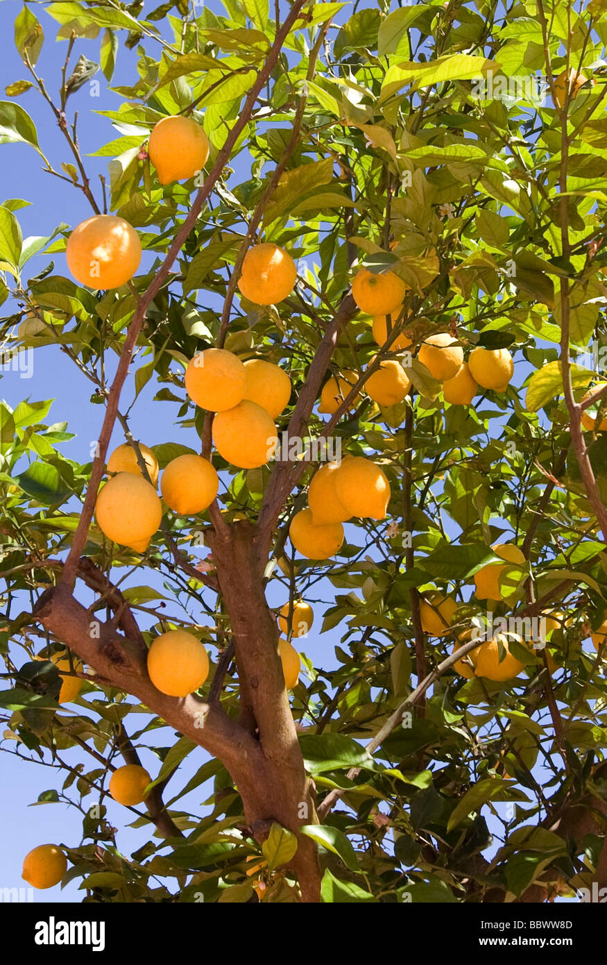 A lemon tree heavy with fruit at Porto Cervo ,Sardinia Stock Photo - Alamy