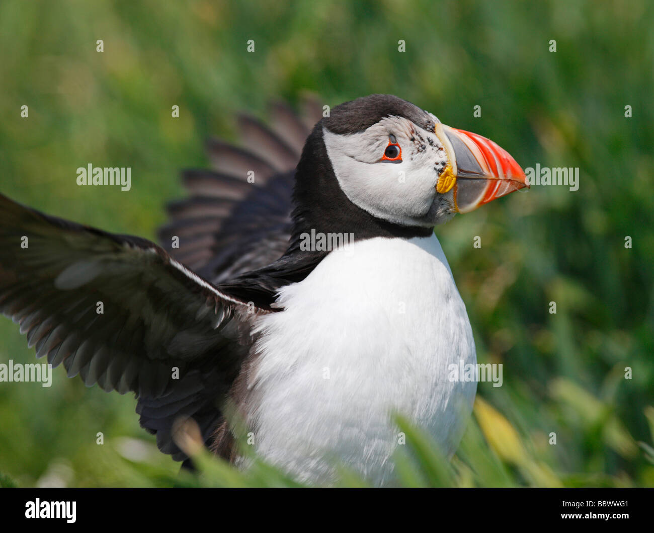 Atlantic Puffin infested with Ticks around its face Stock Photo - Alamy