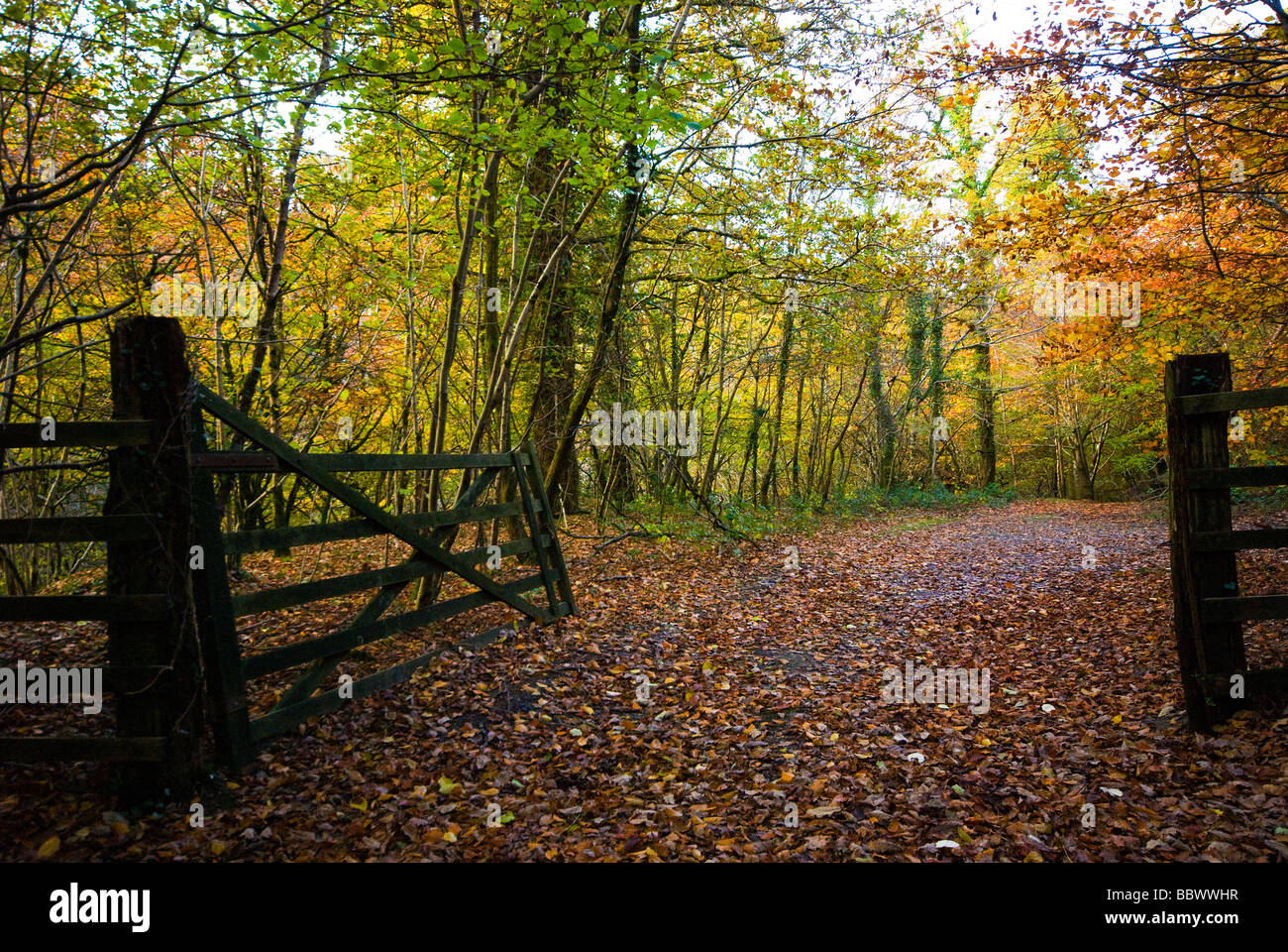 Gateway to Autumn Paradise in West Devon Stock Photo - Alamy