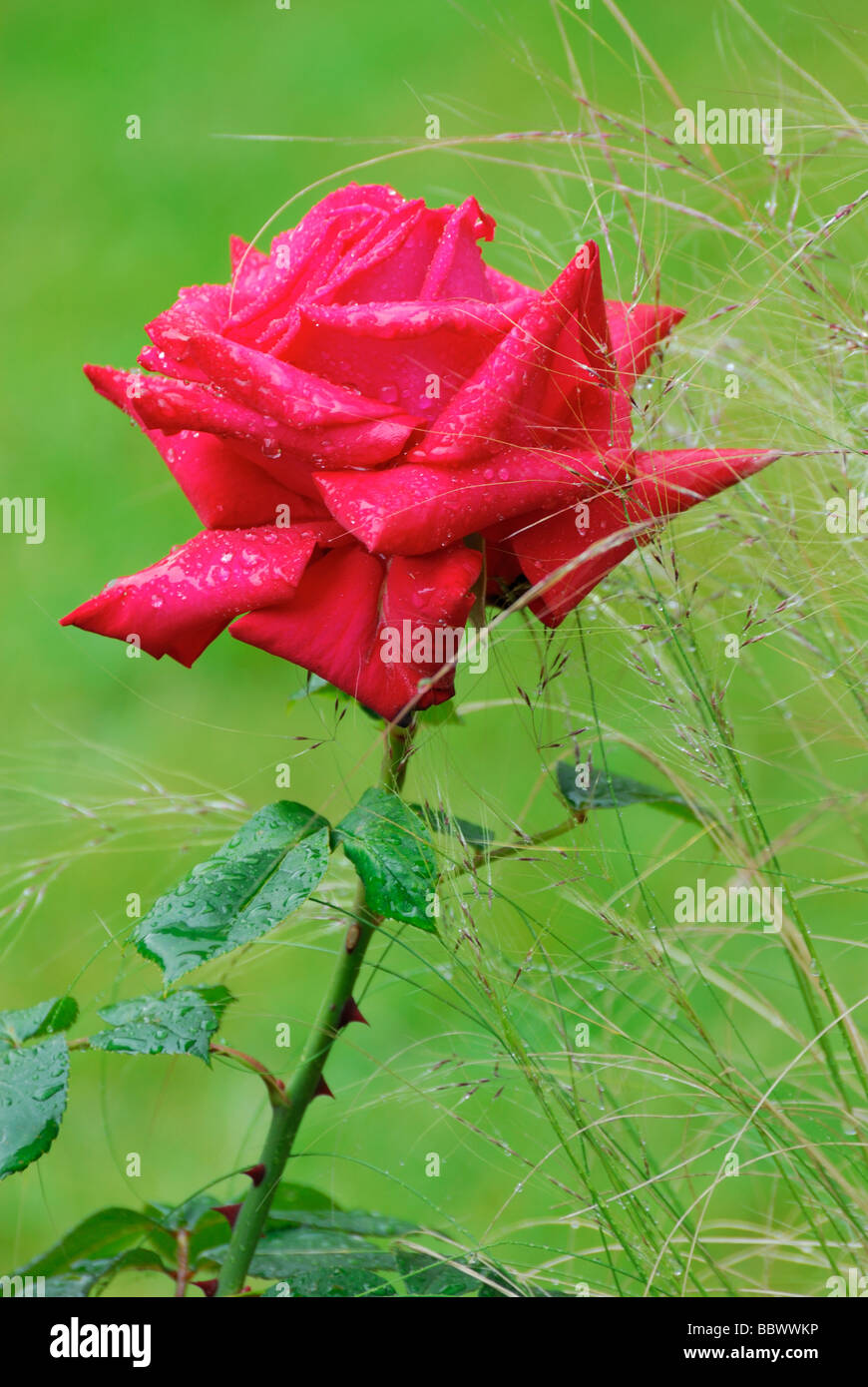 Red rose against green background Stock Photo - Alamy