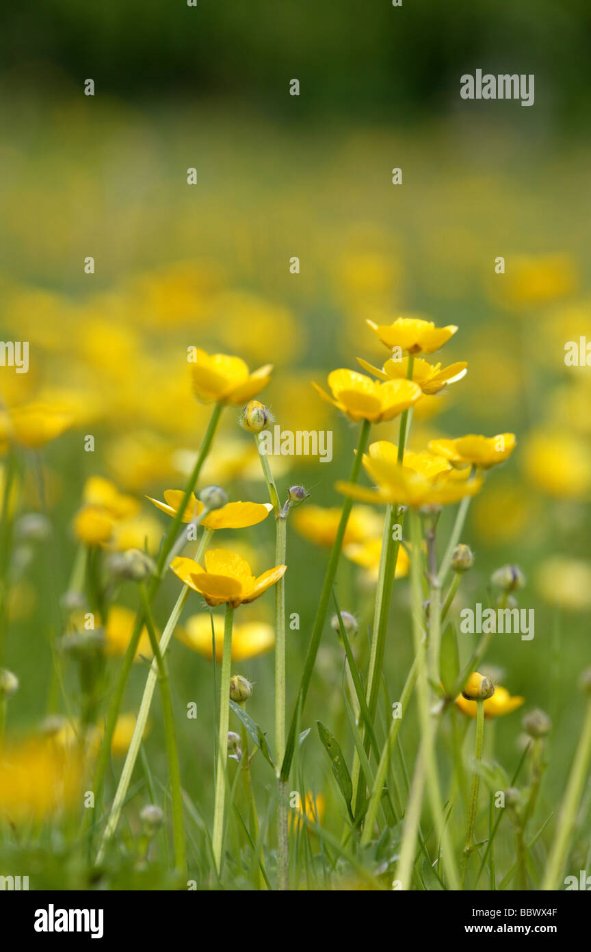 garden overgrown lawn covered in large headed daisy crop in upright ...