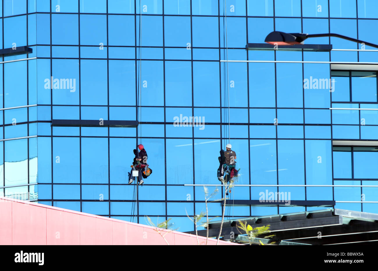 Two abseiling window cleaners washing windows on a skyscraper hanging ...