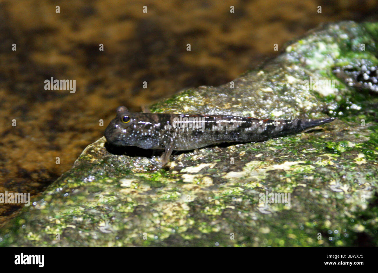 Mudskipper High Resolution Stock Photography and Images - Alamy