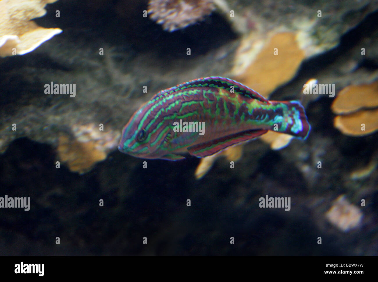 Striped tropical fish hi-res stock photography and images - Alamy