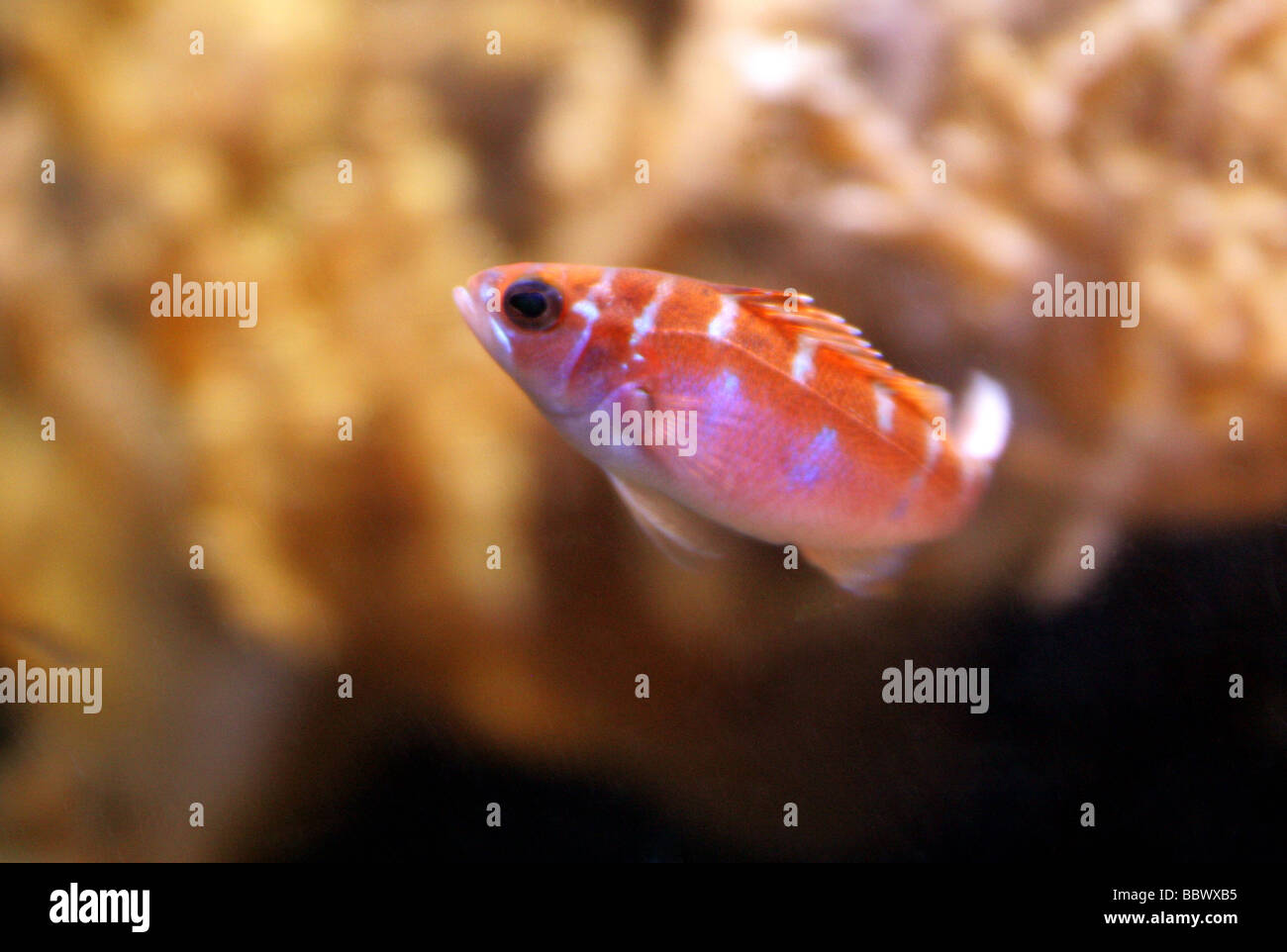 White spot fish hi-res stock photography and images - Alamy