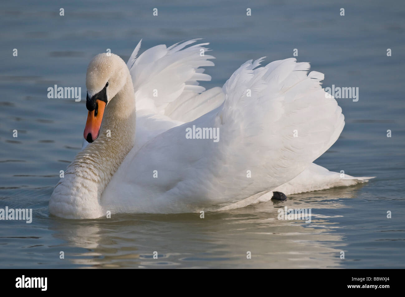 Whole swan hi-res stock photography and images - Alamy