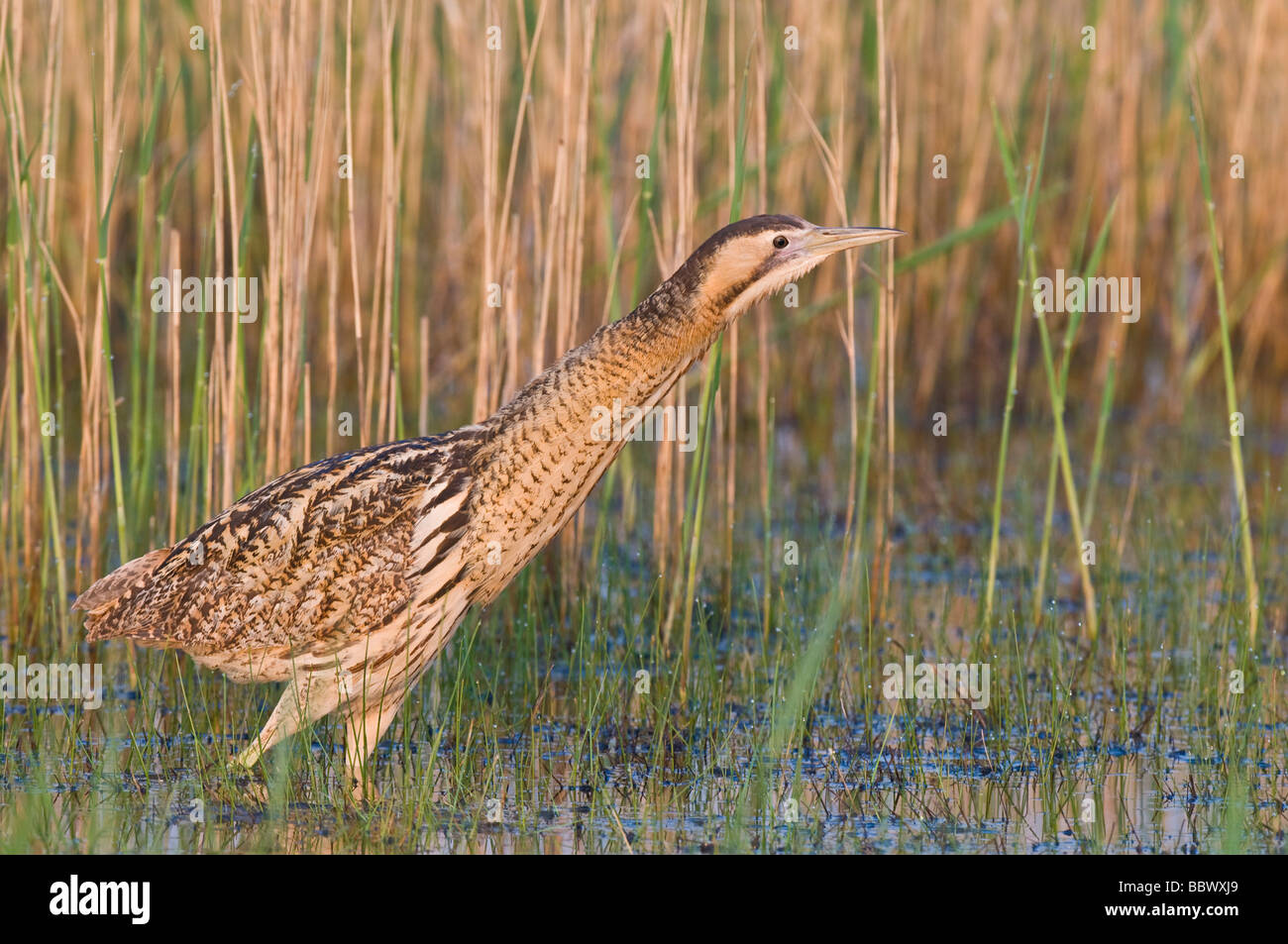 Eurasian Bittern (Botaurus stellaris Stock Photo - Alamy