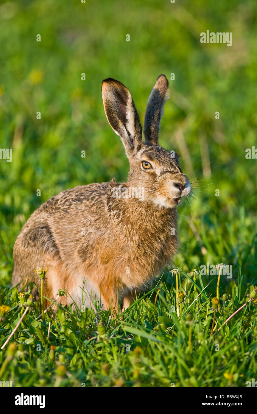 Tag hare hi-res stock photography and images - Alamy