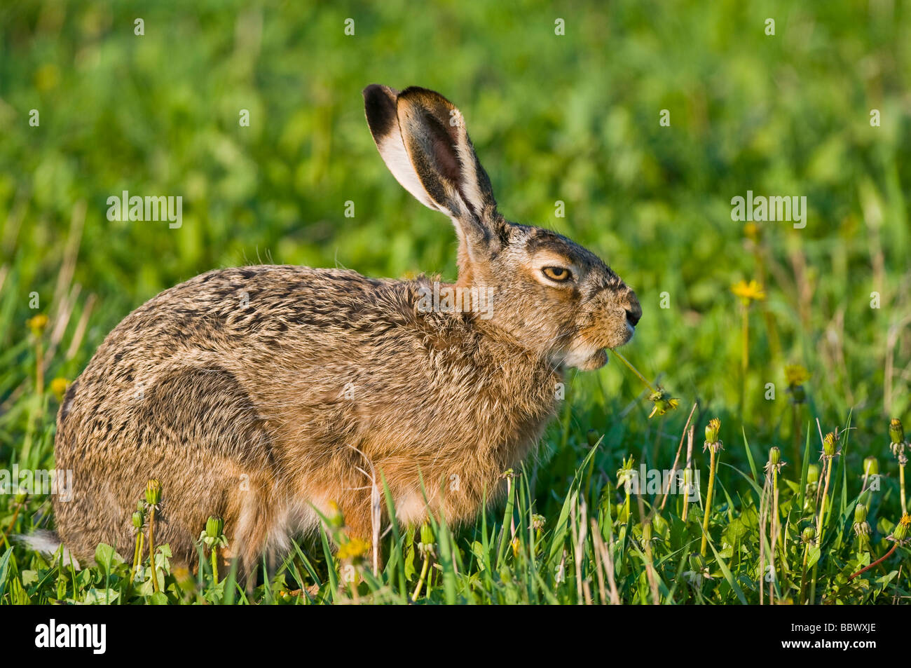 Hare side profile hi-res stock photography and images - Alamy