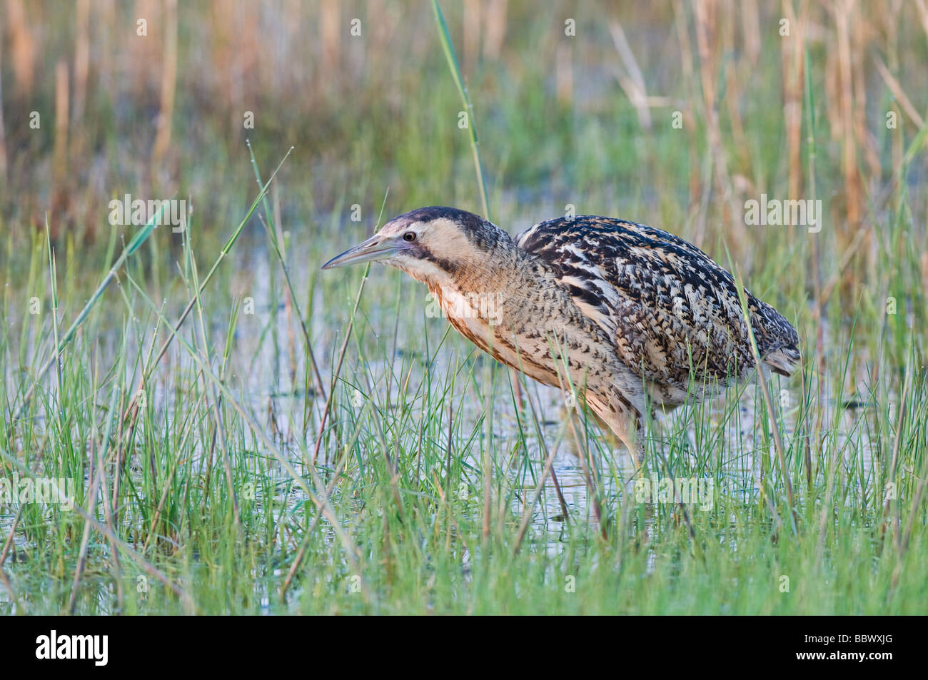 Bittern side view hi-res stock photography and images - Alamy