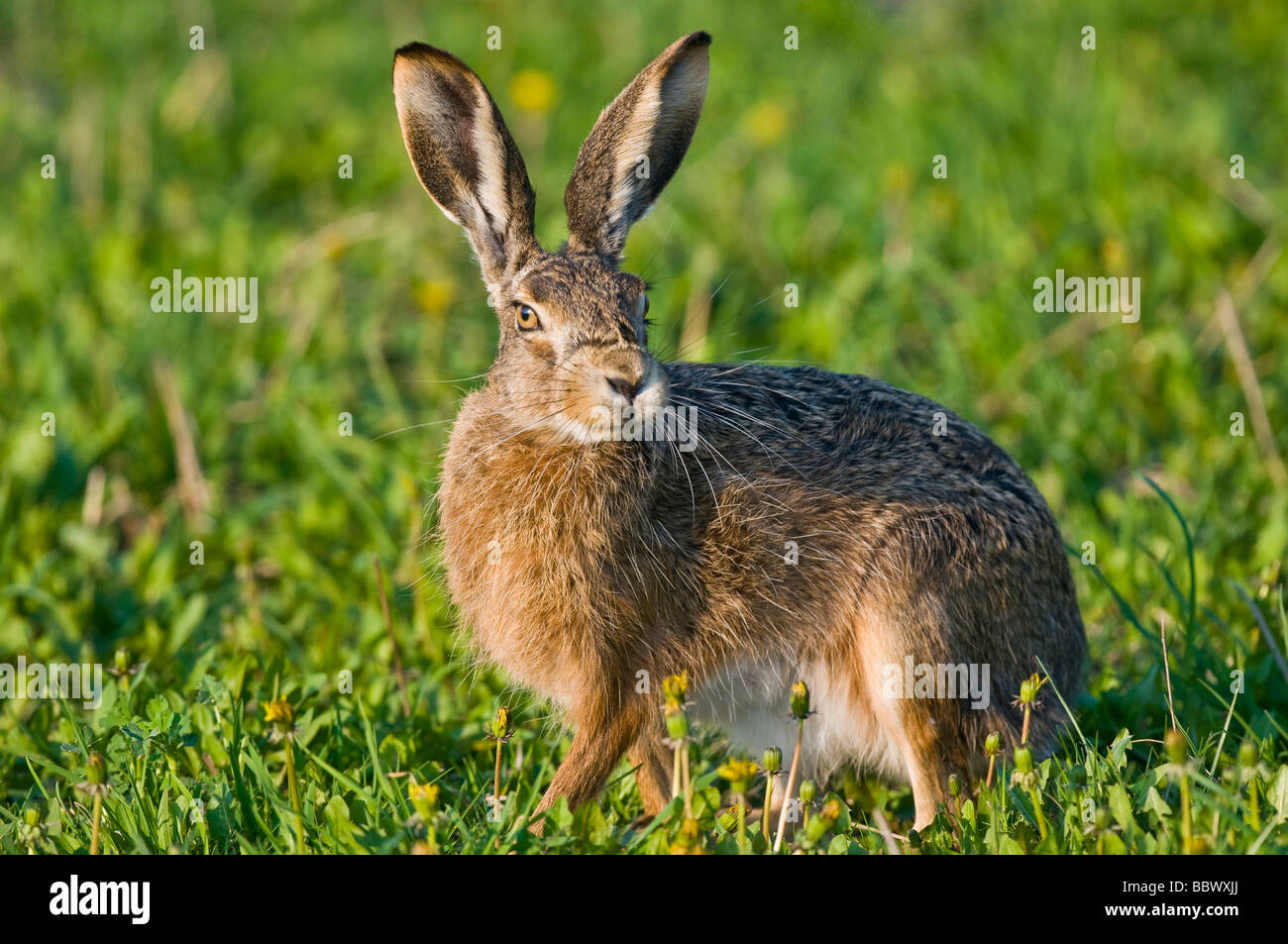 Tag hare hi-res stock photography and images - Alamy