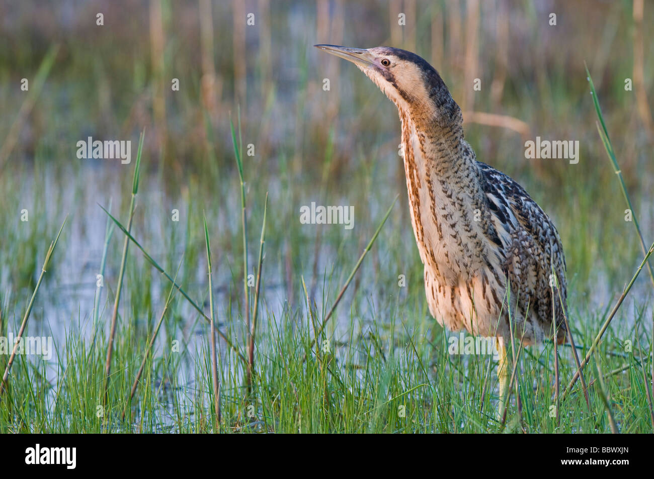 Eurasian Bittern (Botaurus stellaris Stock Photo - Alamy
