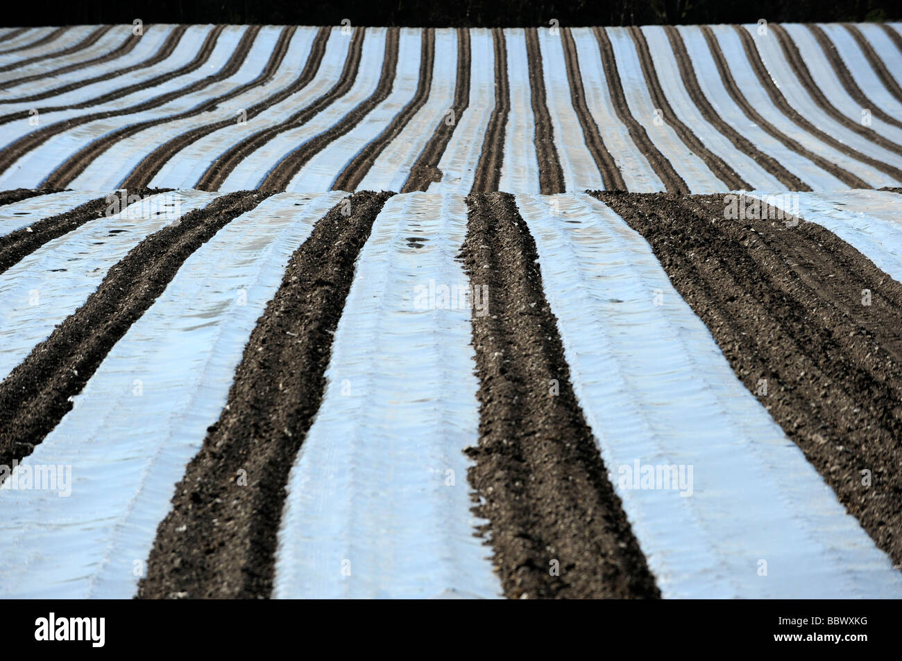 Plastic protecting a maize crop in a field The lines make patterns ...