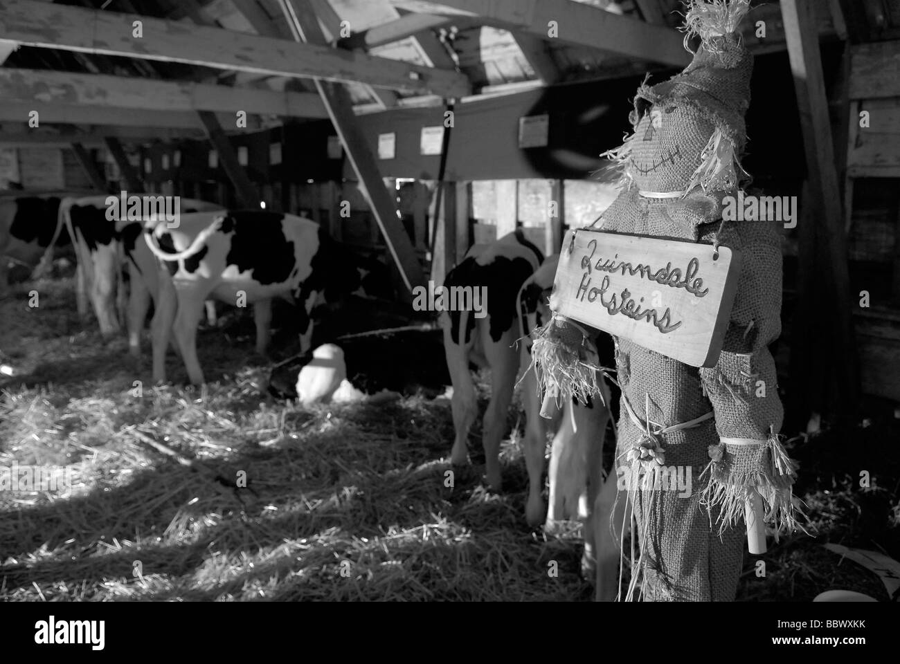 A cattle barn with dairy cows Stock Photo - Alamy