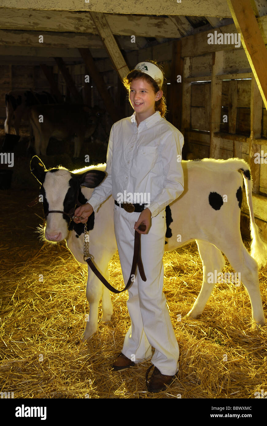 A young lady displays a dairy cow during a juried country fair Stock ...