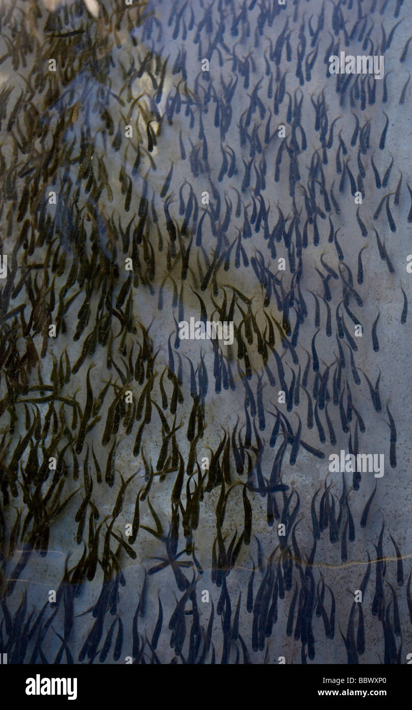 Immature Salmon