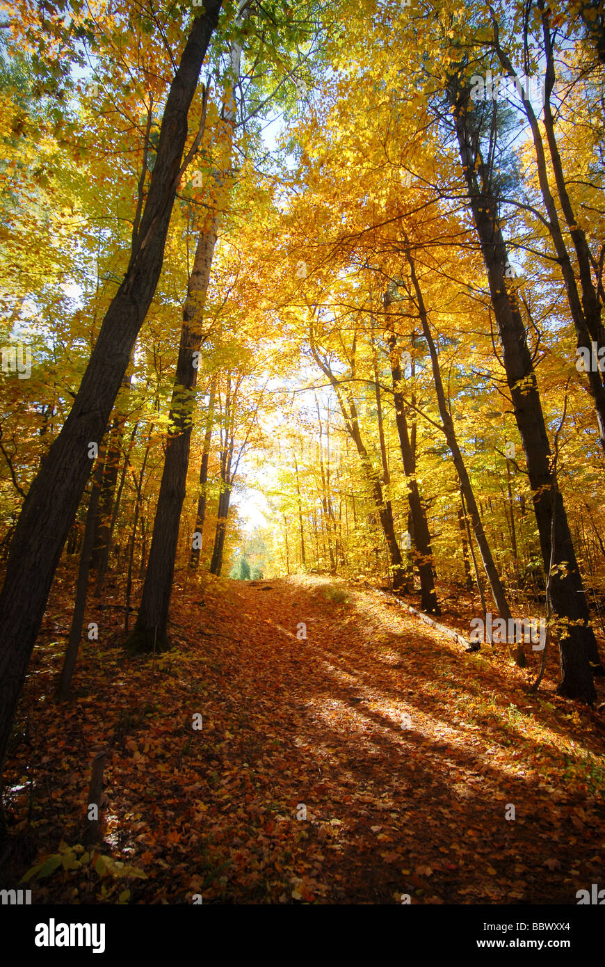 A walking trail surrounded by colourful trees in the fall Stock Photo ...