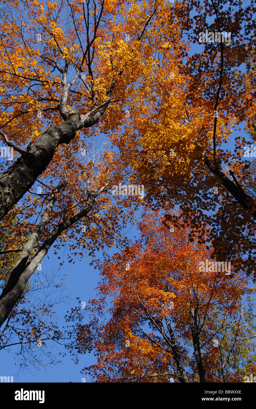 Colourful leaves ontop tree branches in the fall Stock Photo - Alamy