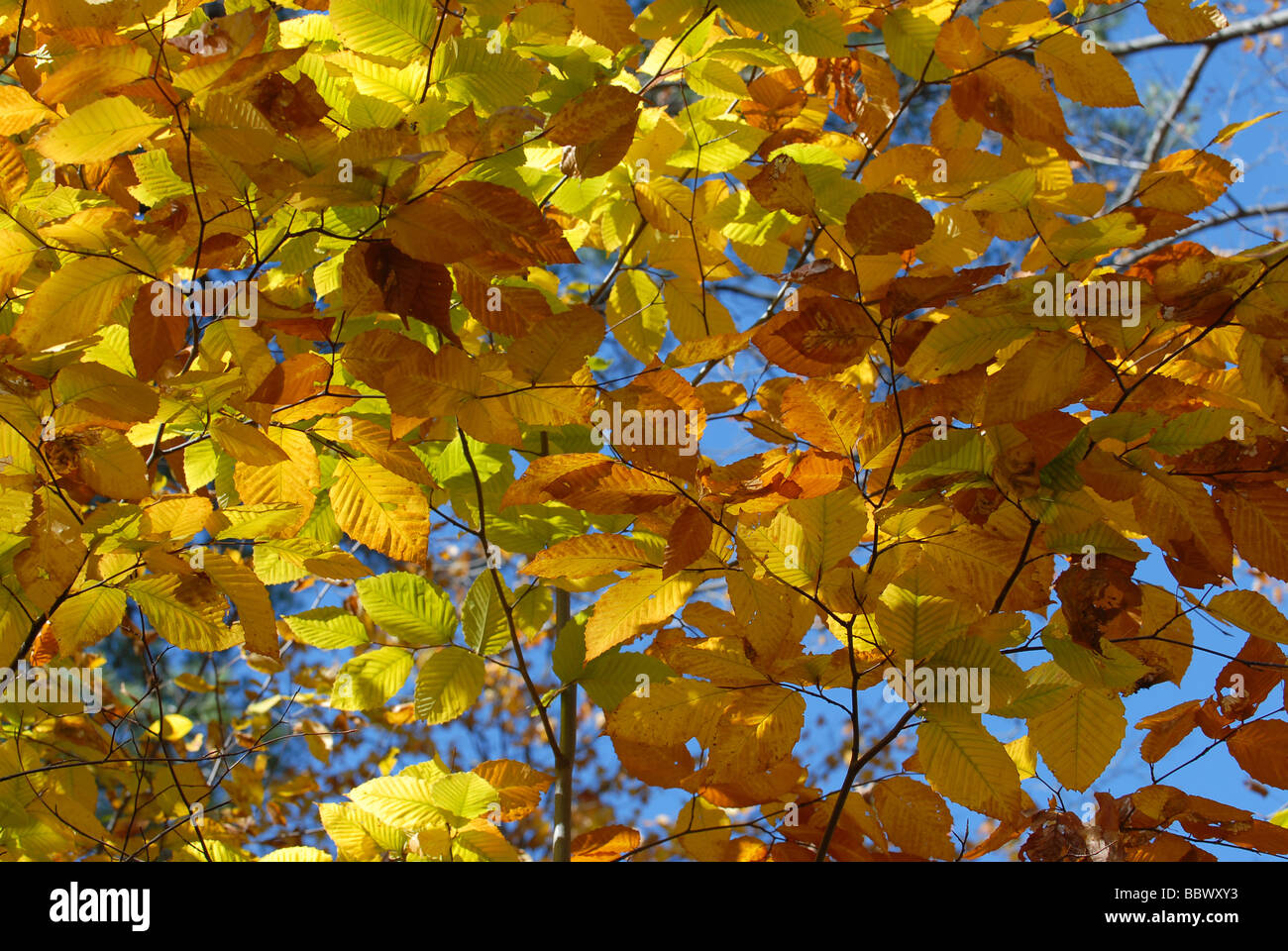 Bright colourful fall leaves Stock Photo - Alamy