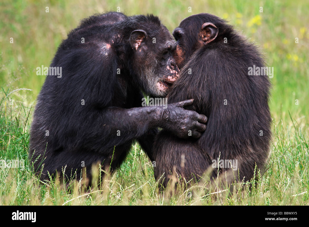 Two chimpanzees holding each other in a green field Stock Photo - Alamy