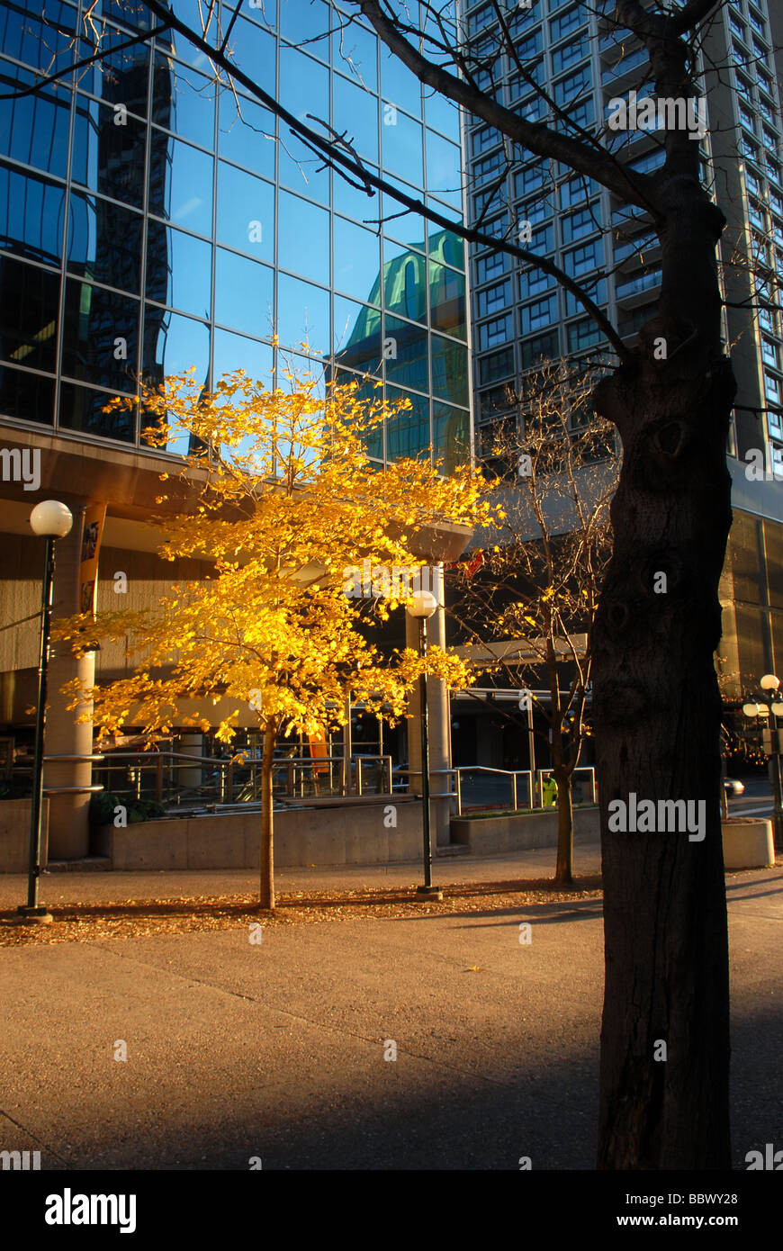 Small yellow maple tree surrounded by large modern skyscrapers Stock ...