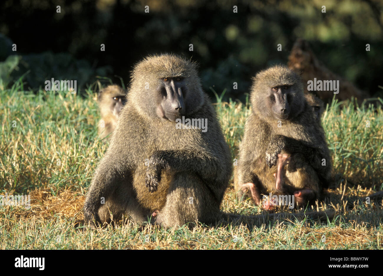 Affe affen figur hi-res stock photography and images - Alamy
