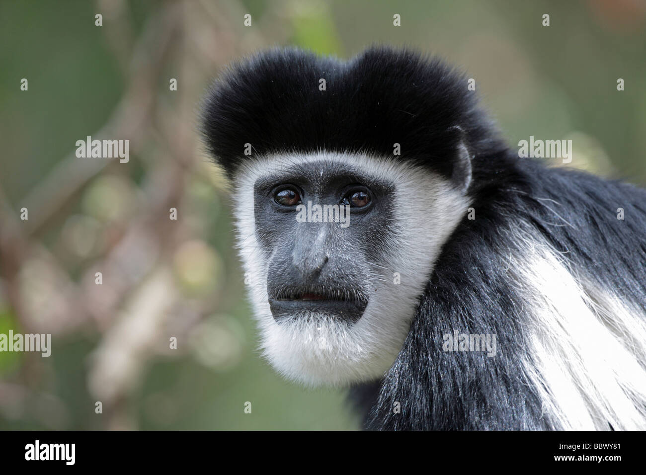 Black-and-white colobus (Colobus), portrait Stock Photo - Alamy Black-and-white colobus (Colobus), portrait Stock Photo - Alamy