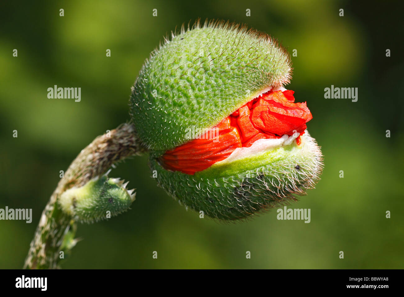 Opening flower bud of Oriental Poppy (Papaver orientale Stock Photo - Alamy