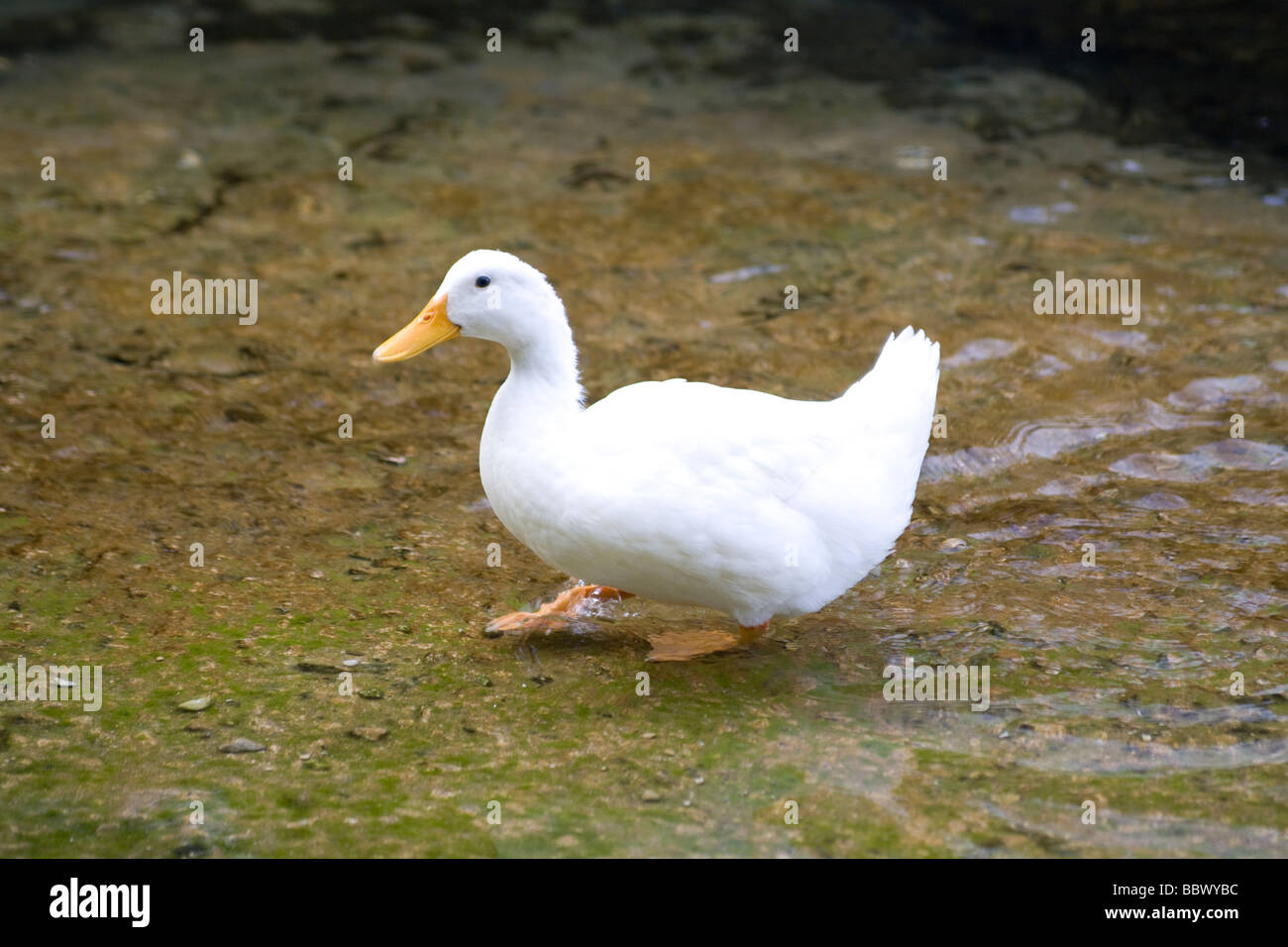Duck wading in water hi-res stock photography and images - Alamy